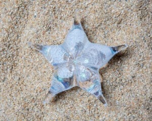 starfish art gallery - Artful Ashes